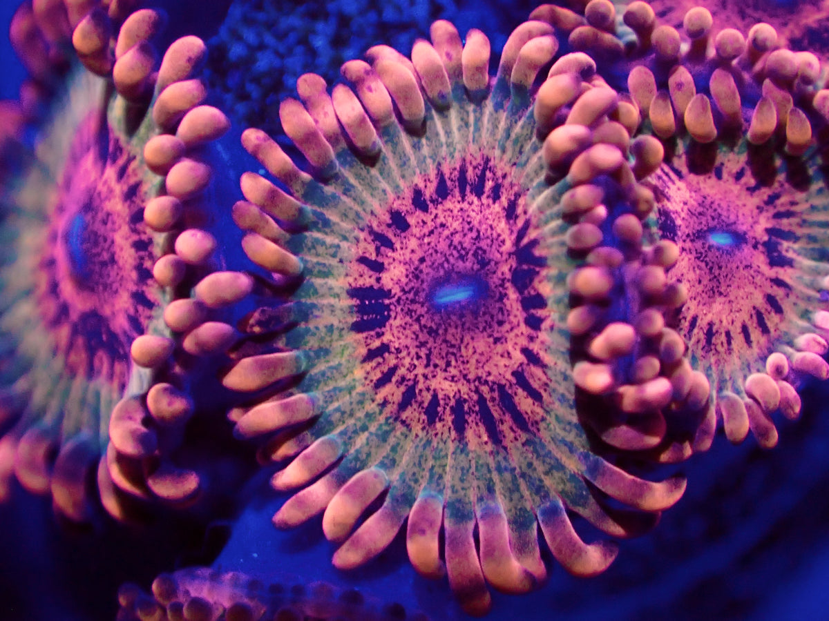 Soft Corals – Tagged "Soft Coral"– Marine Reefs