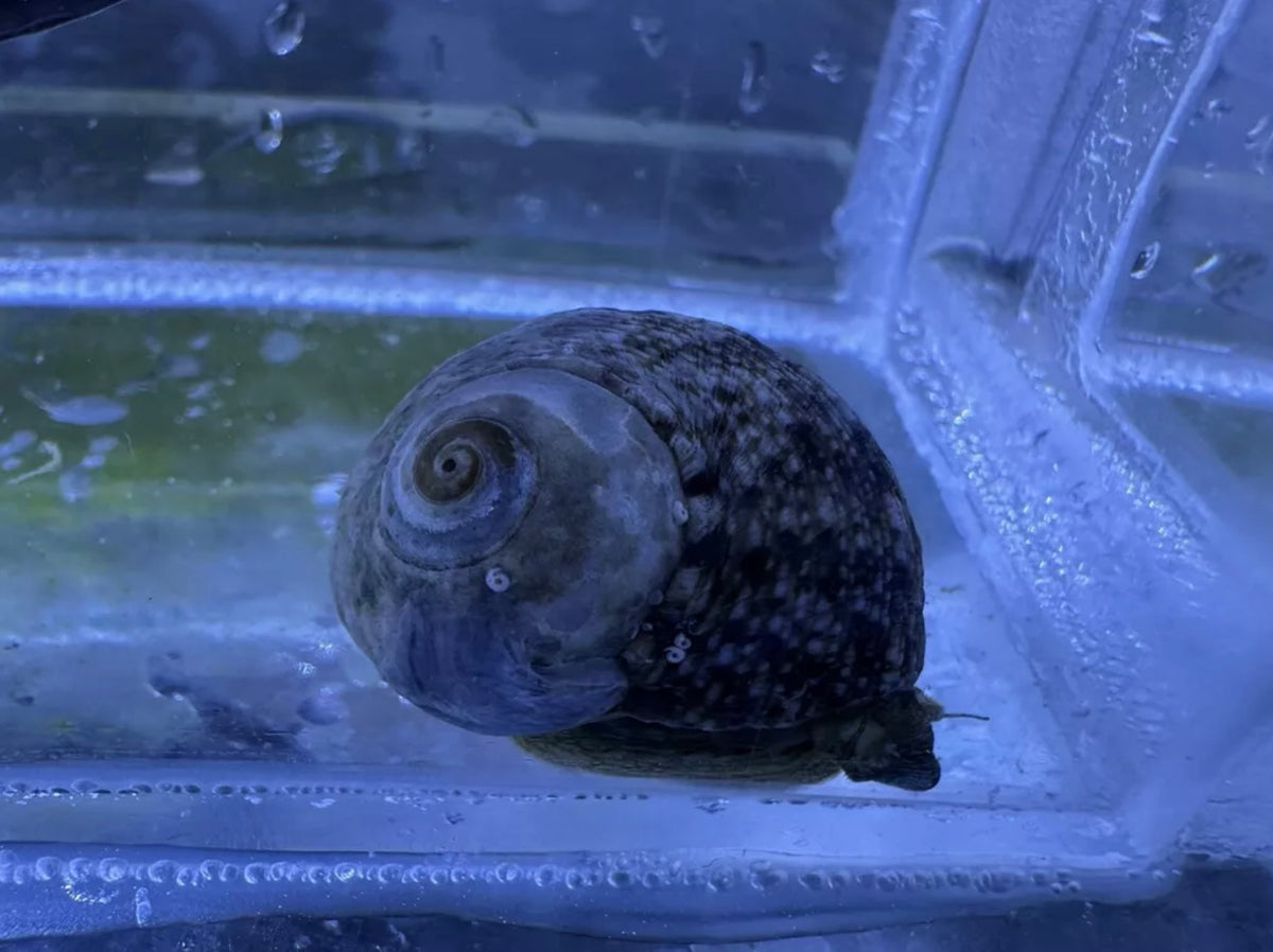 Mexican Turbo Snail (CUC) – Marine Reefs