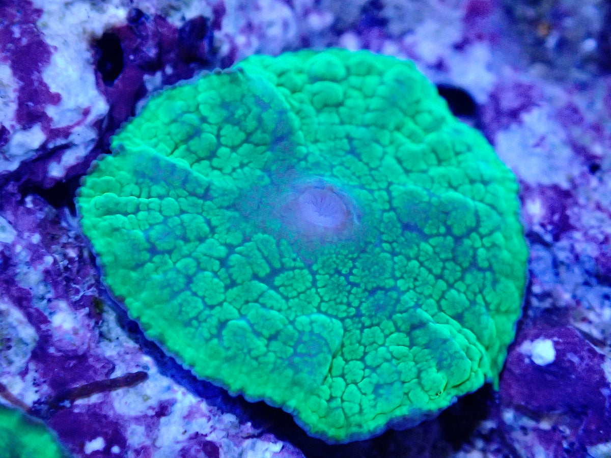 Ultra Green mushroom Coral leaf – Marine Reefs