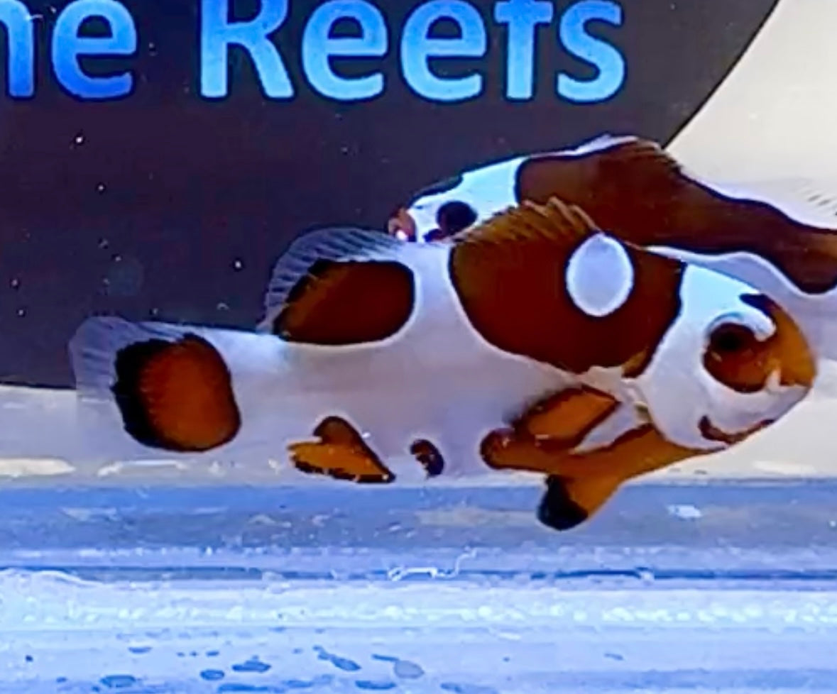 Orange Storm Clownfish Single – Marine Reefs