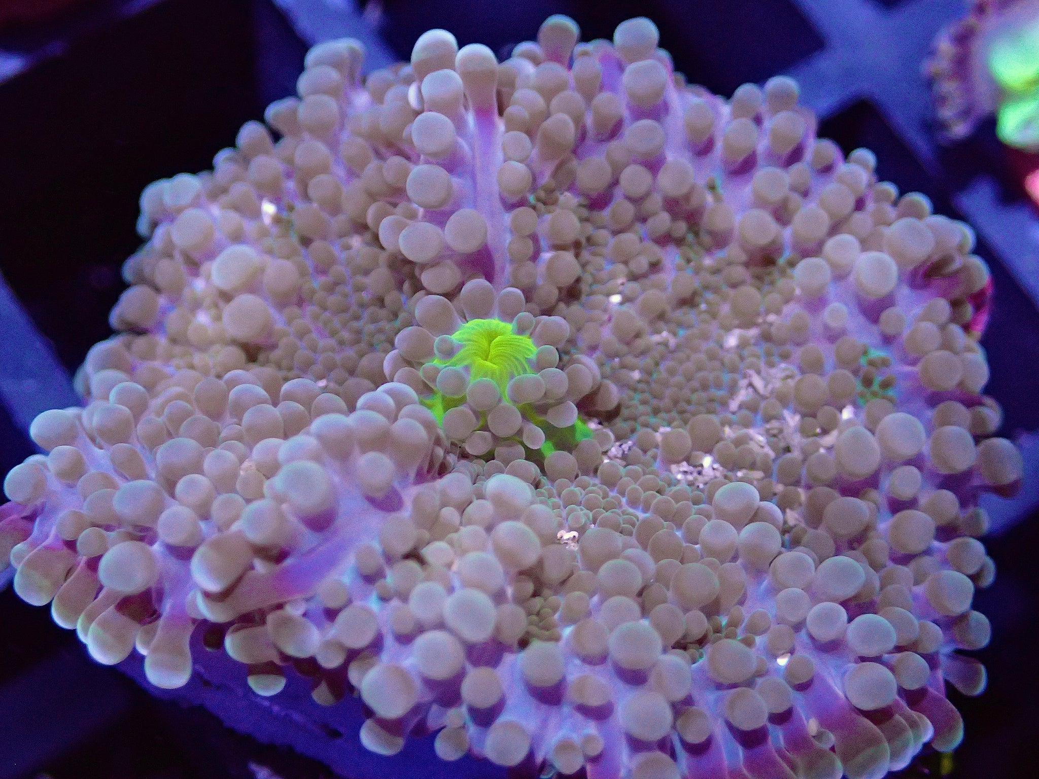 Coral Packs – Tagged "Coral Pack"– Marine Reefs